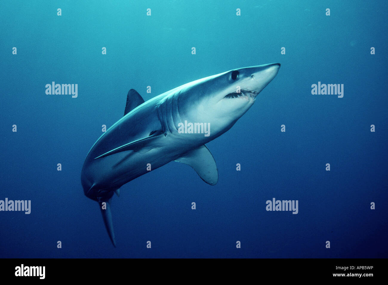 Mako shark teeth hi-res stock photography and images - Alamy