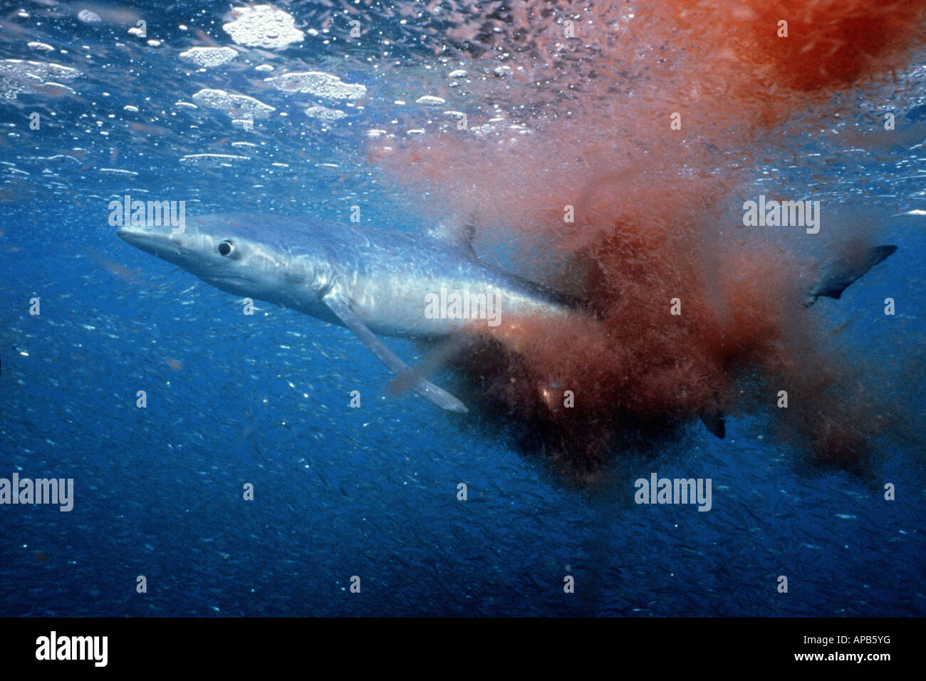 Blue shark Prionace glauca feeding on krill Stock Photo - Alamy