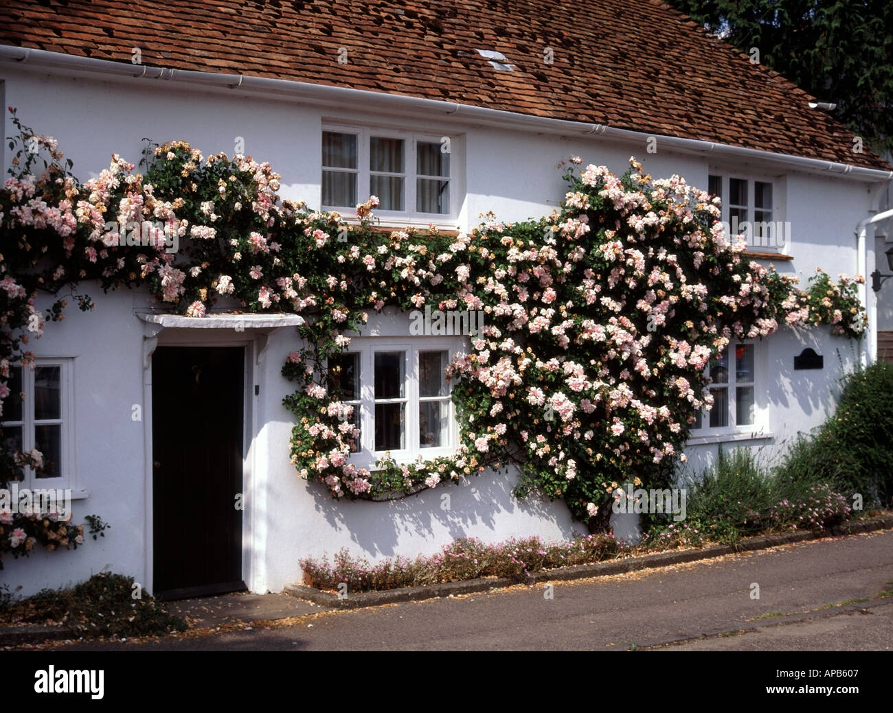Stockbridge the Test Valley area pink climbing rose in flower over wall ...