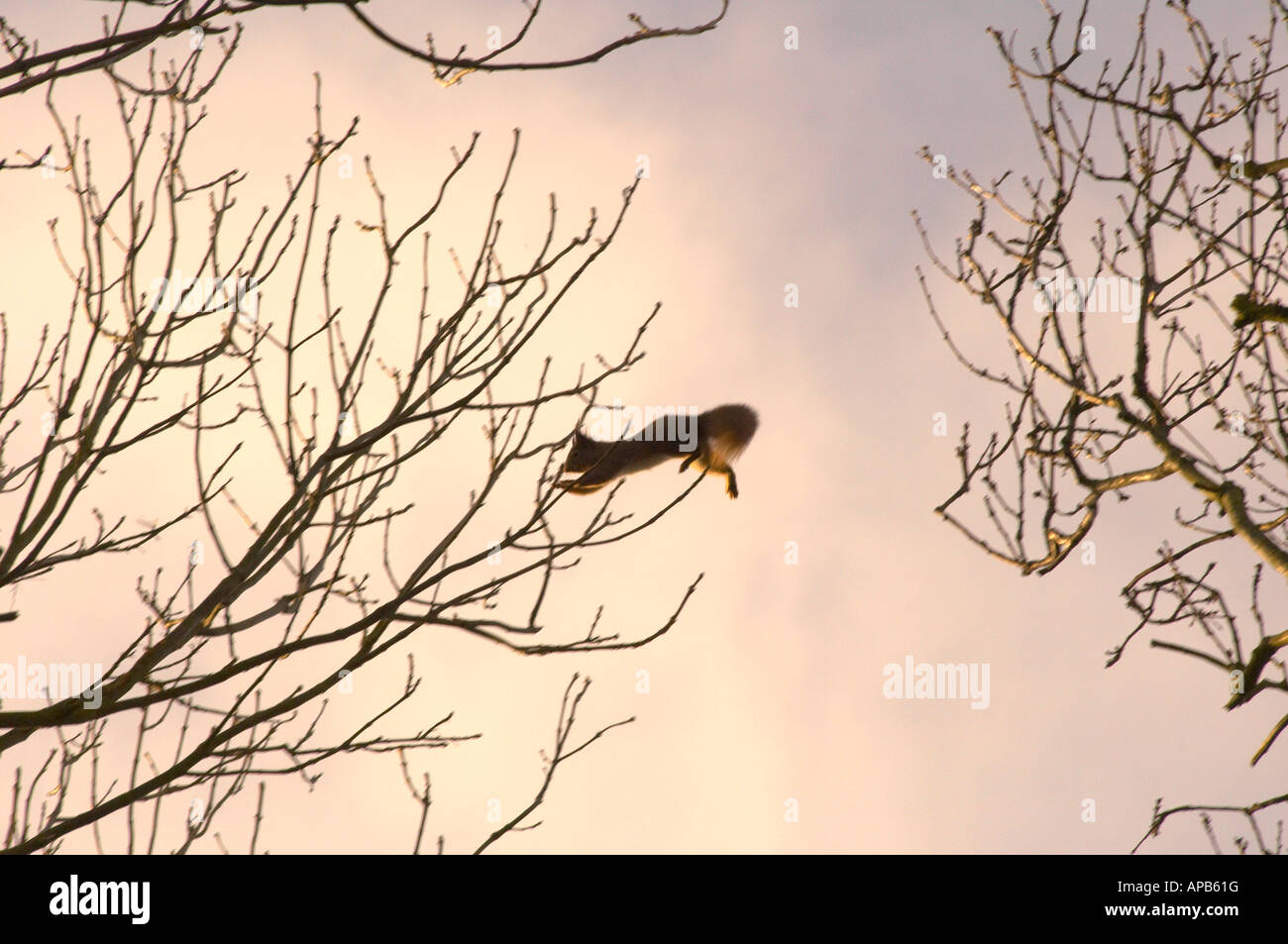 Flying squirrel hi-res stock photography and images - Alamy