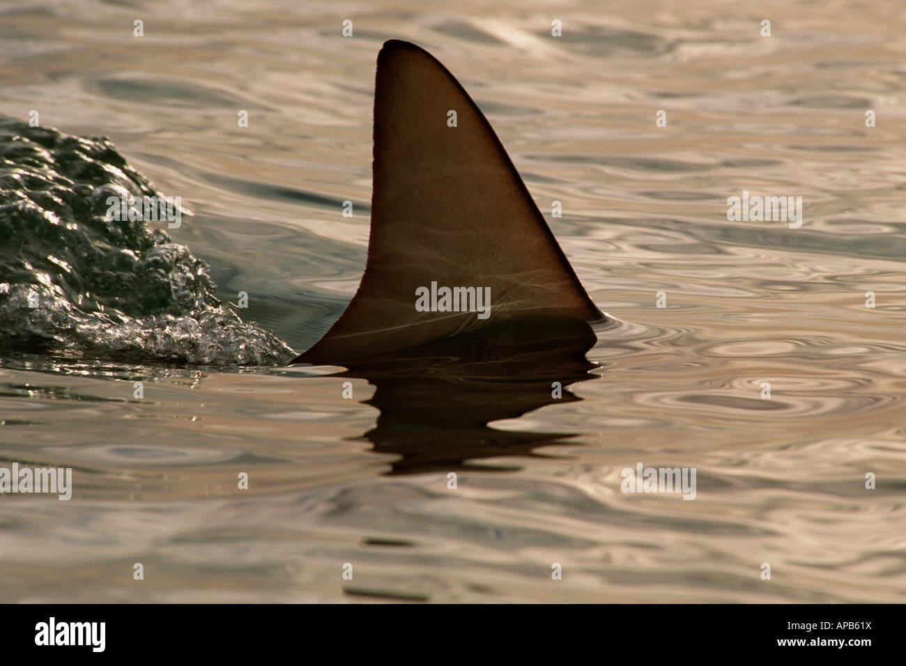 Blacktip shark Carcharhinus limbatus Bahamas Atlantic Ocean Stock Photo ...