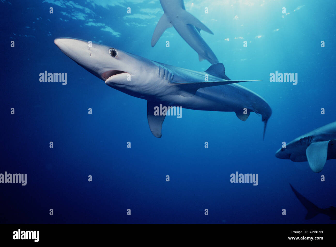 Blue shark Prionace glauca Stock Photo - Alamy