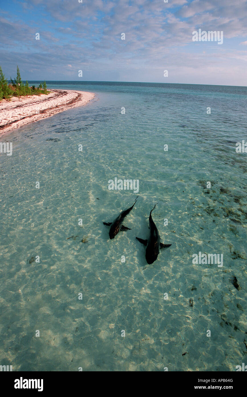 Blacktip shark atlantic ocean hi-res stock photography and images - Alamy