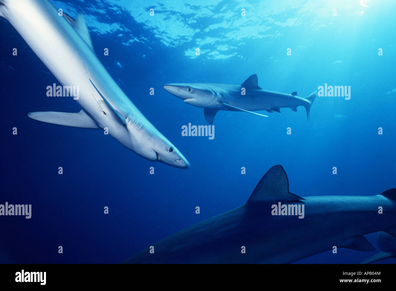 Blue shark Prionace glauca Stock Photo - Alamy