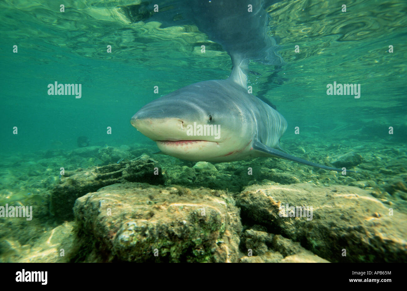 Bull shark Carcharinus leucas Bahamas Atlantic Ocean Stock Photo - Alamy