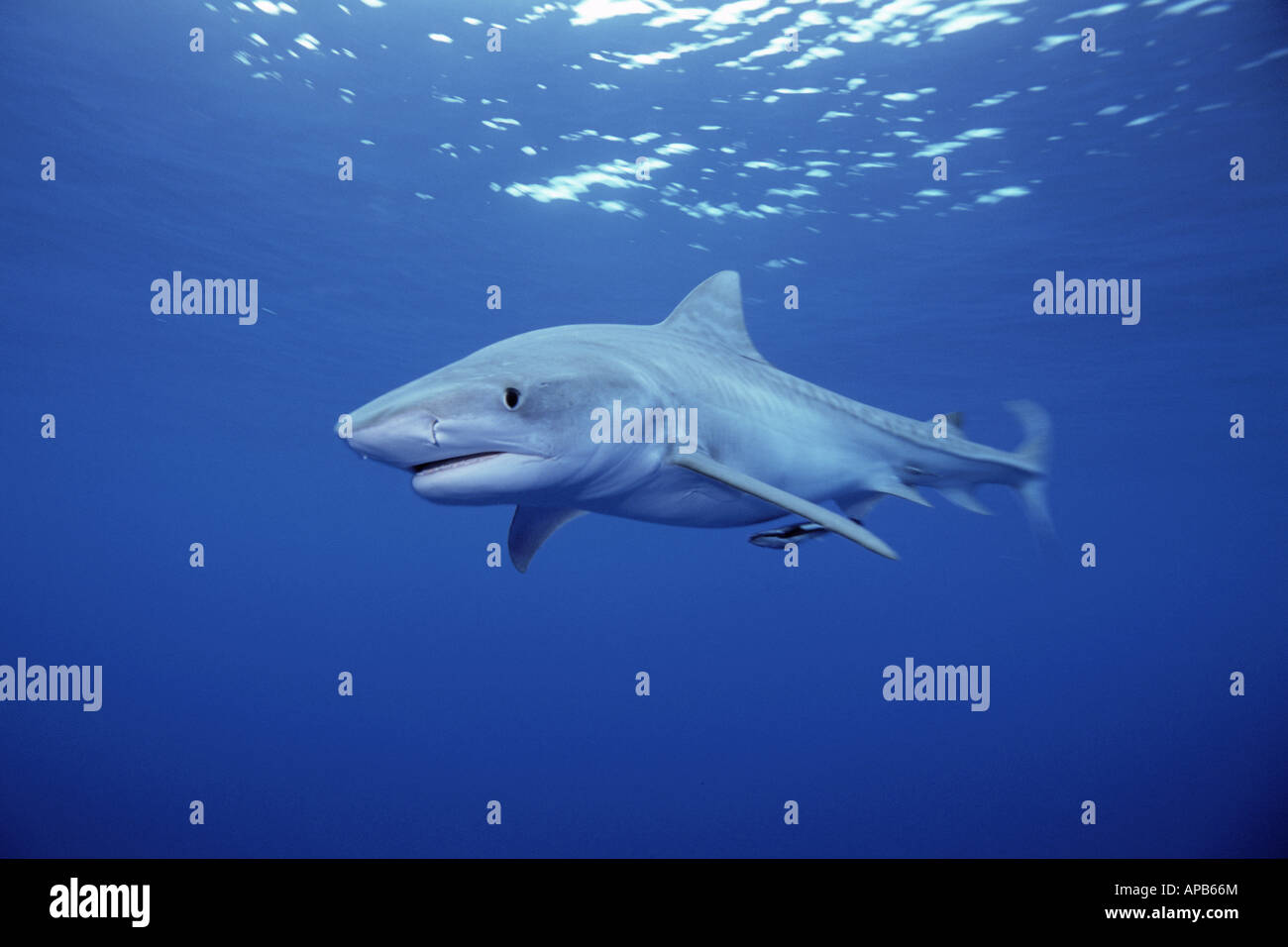 Tiger shark Galeocerdo cuvier Stock Photo - Alamy