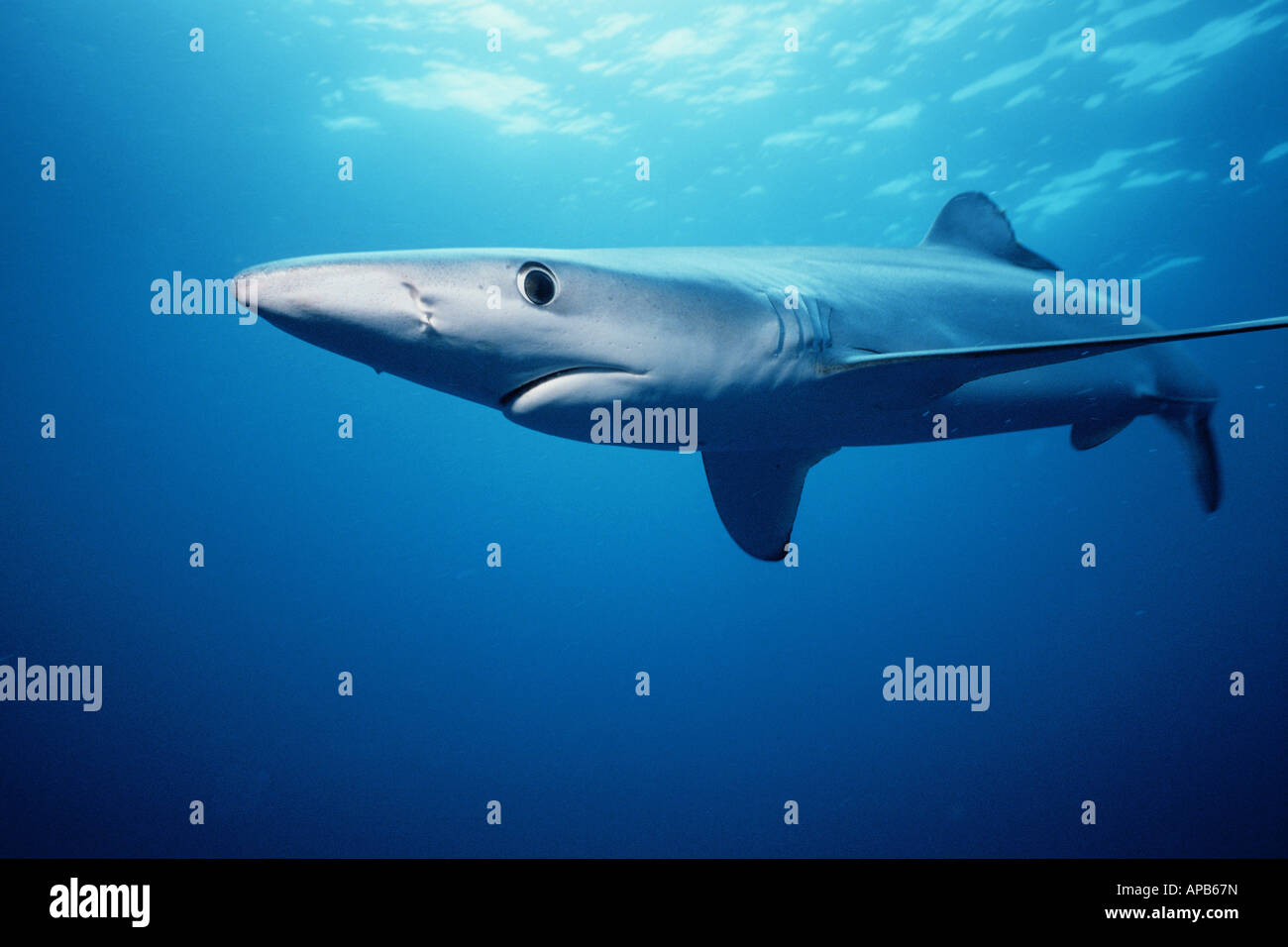 Shark in your face hi-res stock photography and images - Alamy