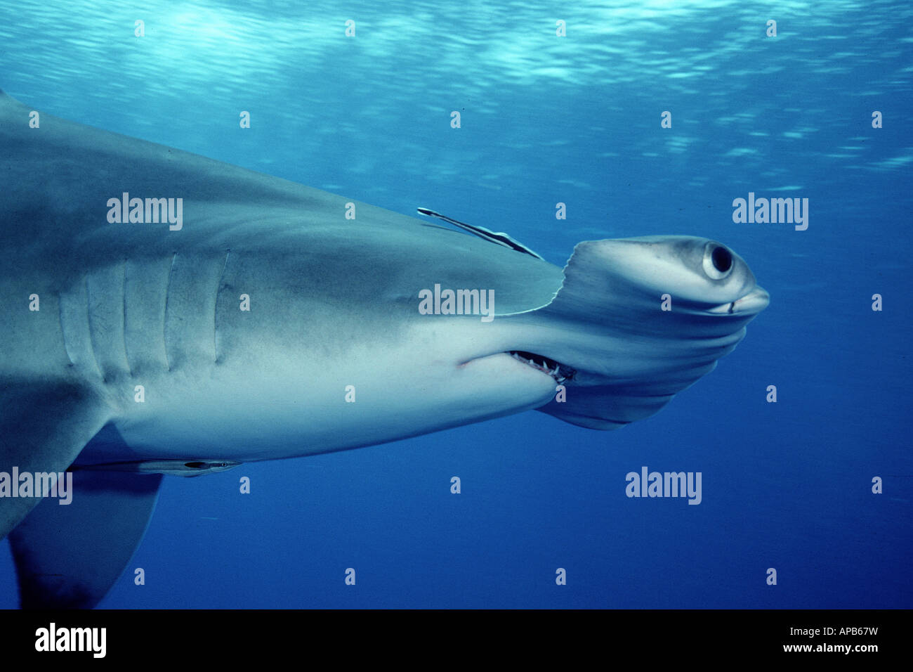 Hammerhead shark mouth hi-res stock photography and images - Alamy