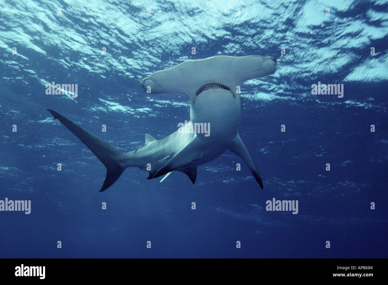 Great hammerhead Sphyrna mokarran Bahamas Atlantic Ocean Stock Photo ...