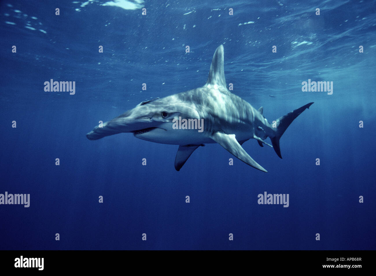Great hammerhead Sphyrna mokarran Bahamas Atlantic Ocean Stock Photo ...