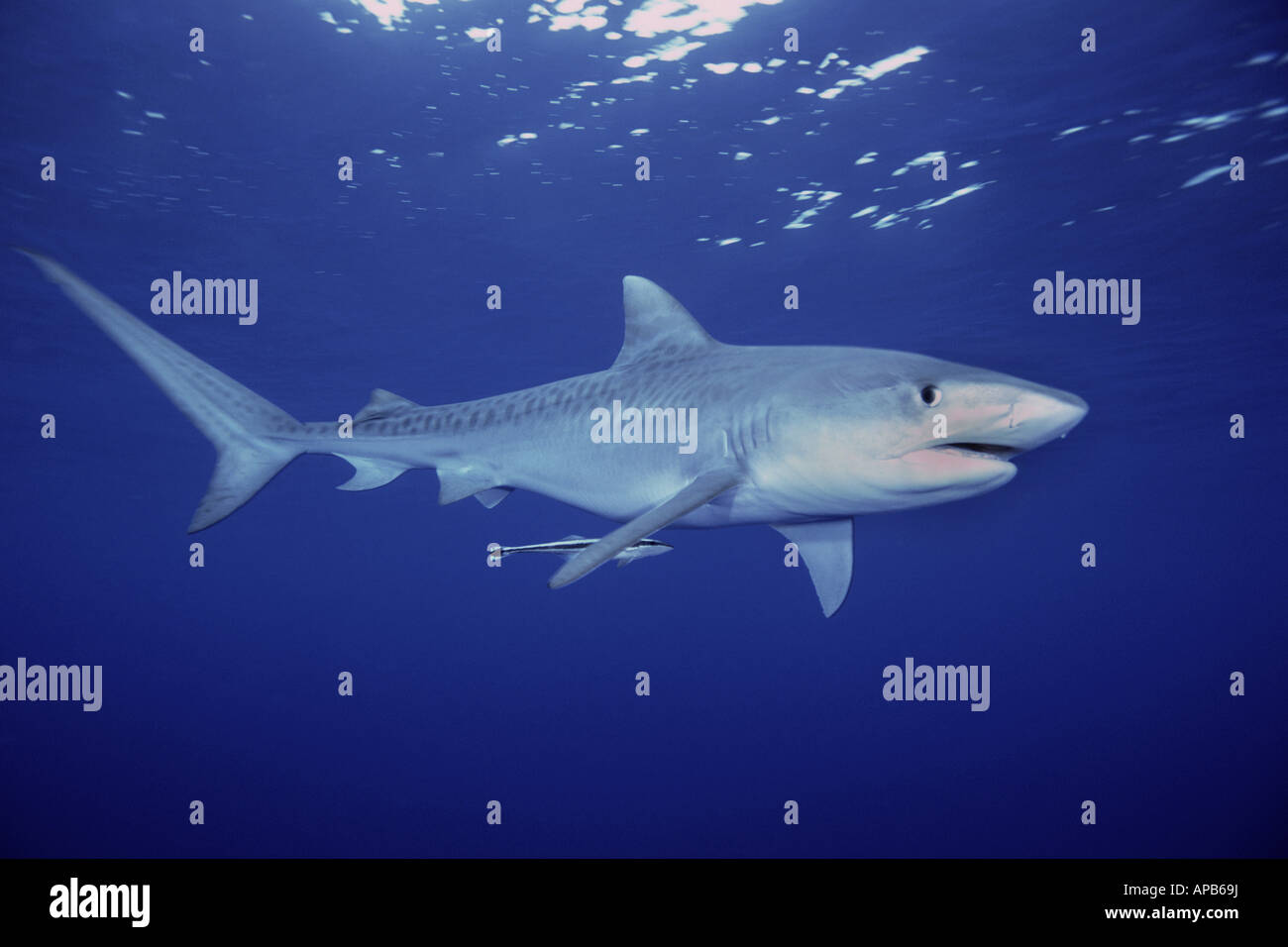 Tiger shark Galeocerdo cuvier Stock Photo - Alamy