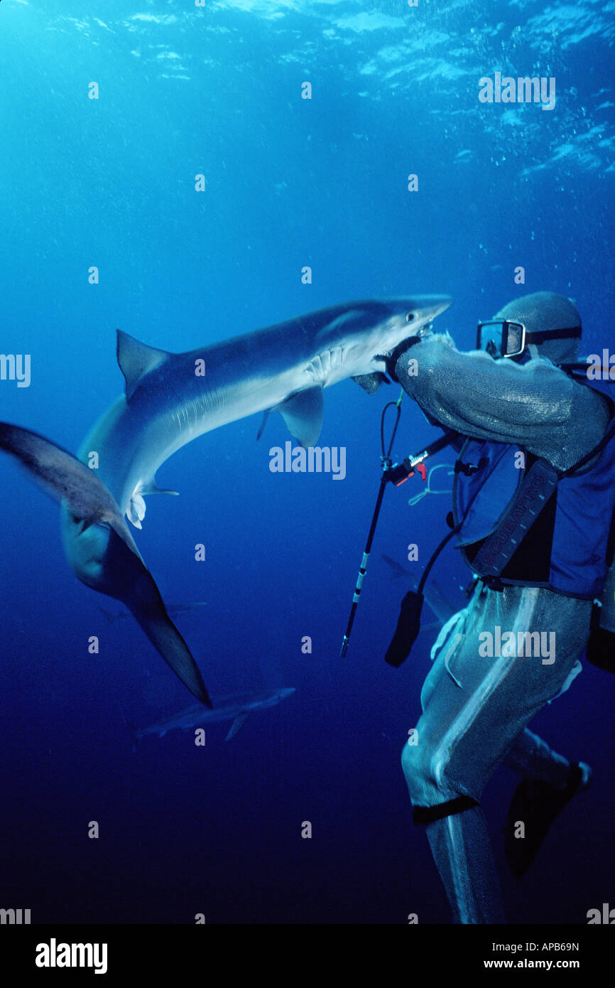 Blue shark Prionace glauca Stock Photo - Alamy