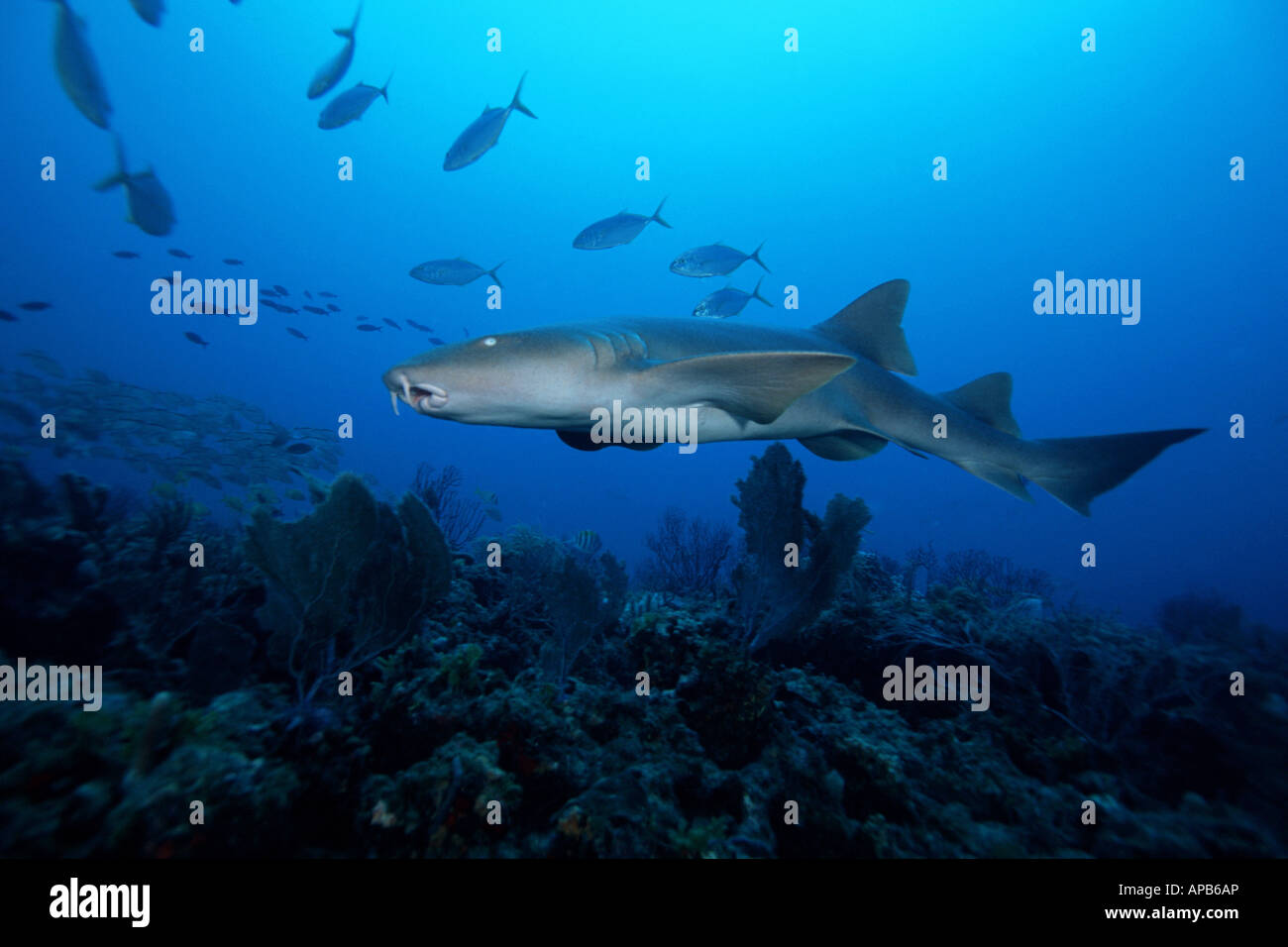 Nurse shark Ginglymostoma cirratum Florida Atlantic Ocean Stock Photo ...