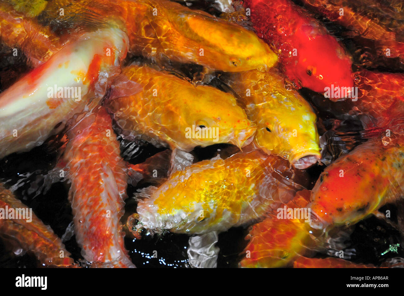 Japanese colorful Koi fish Stock Photo - Alamy