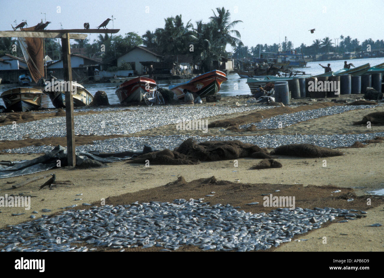 Fishing harbour negombo sri lanka hi-res stock photography and images ...