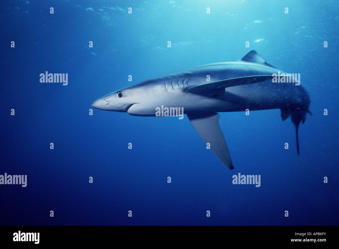Blue shark Prionace glauca Stock Photo - Alamy