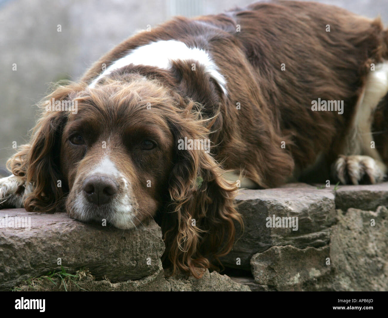A portrait of a springer spaniel lying down and looking bored Stock ...