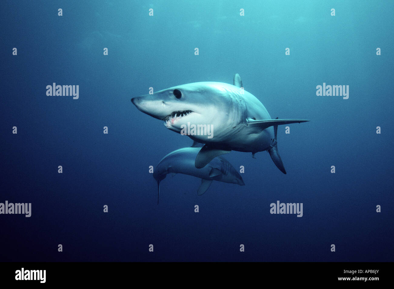 Shortfin Mako Shark Teeth High Resolution Stock Photography and Images ...