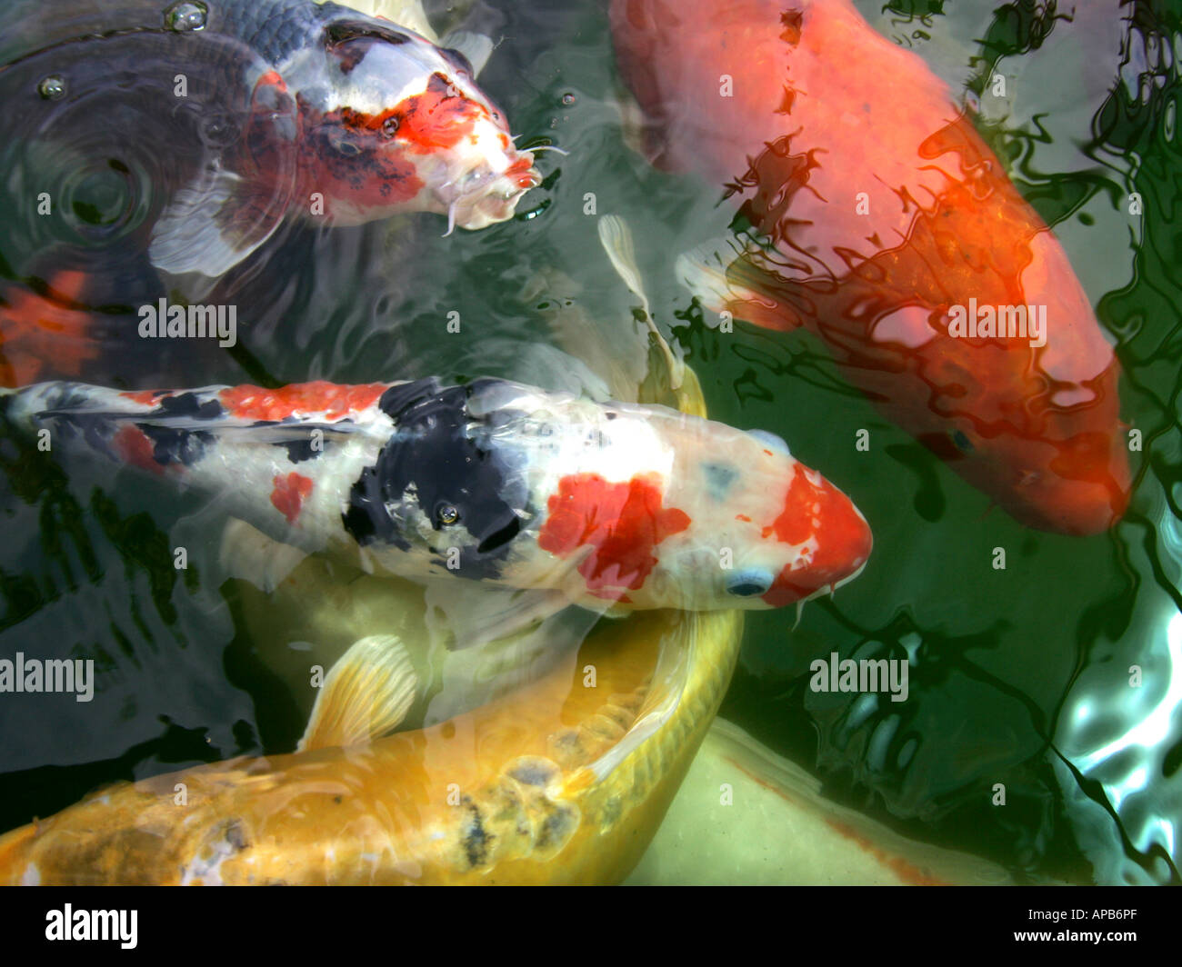 Koi carp swimming Stock Photo - Alamy