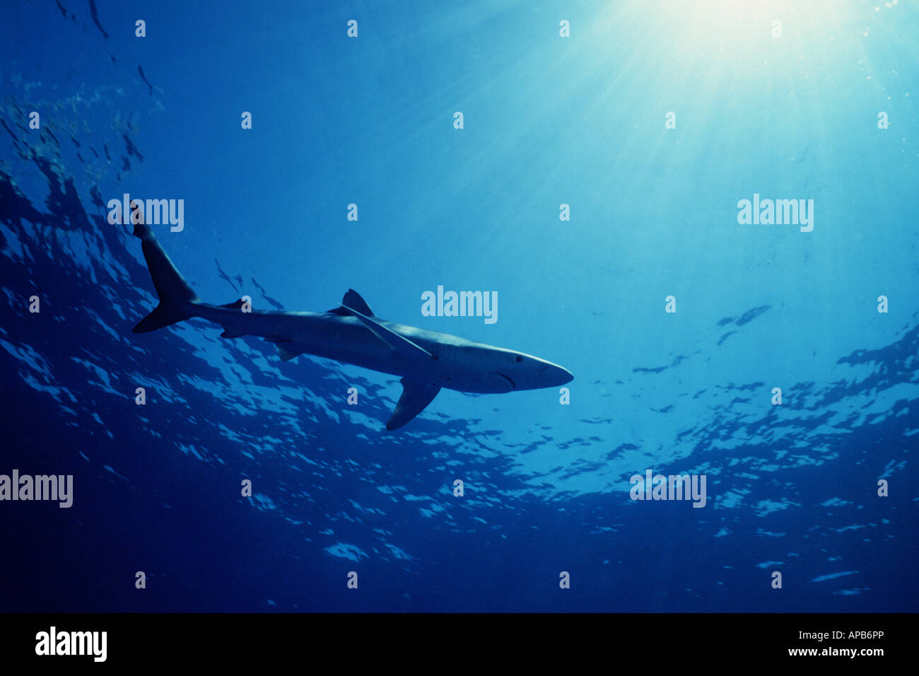 Blue shark Prionace glauca Stock Photo - Alamy