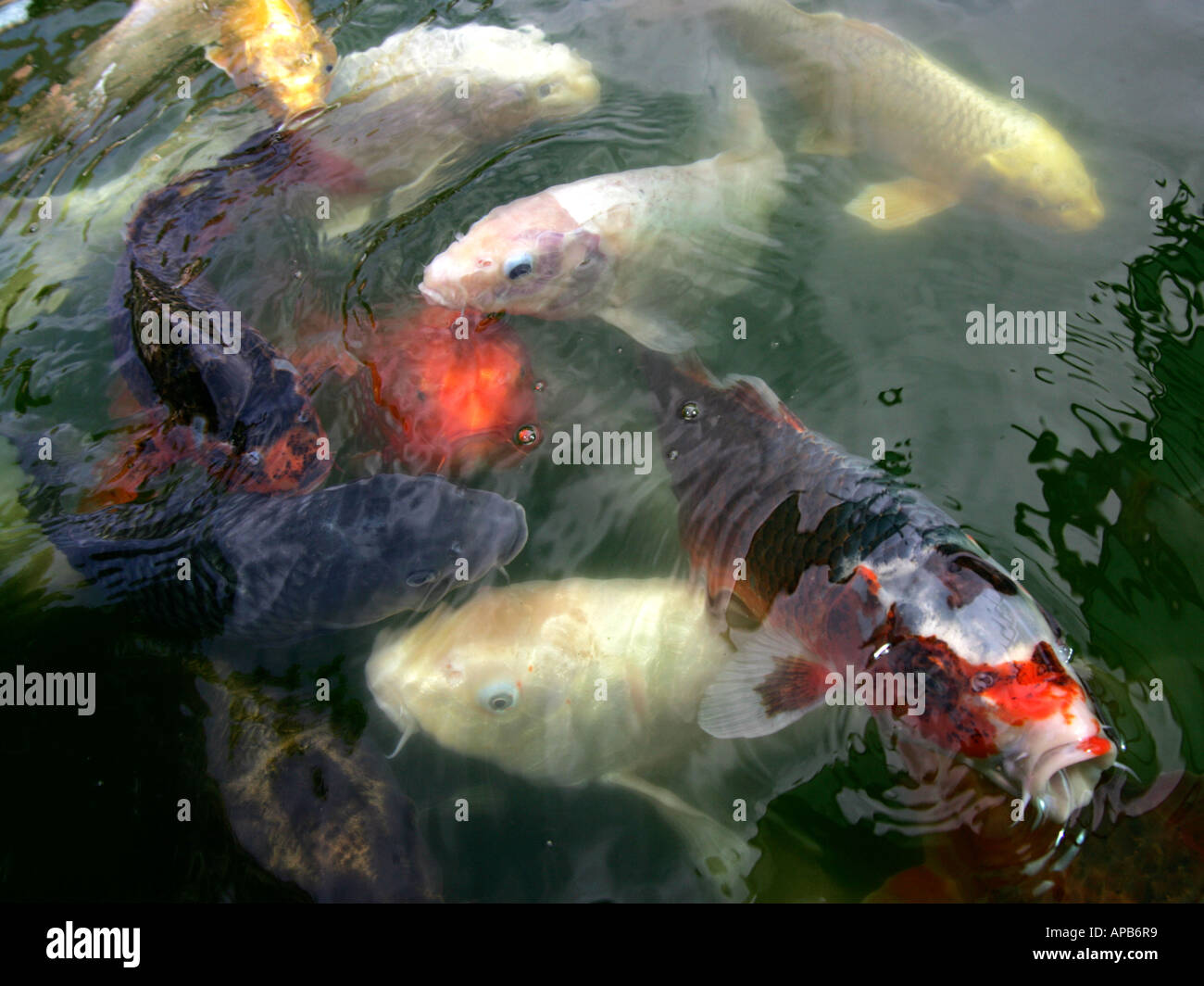 Koi carp swimming Stock Photo - Alamy