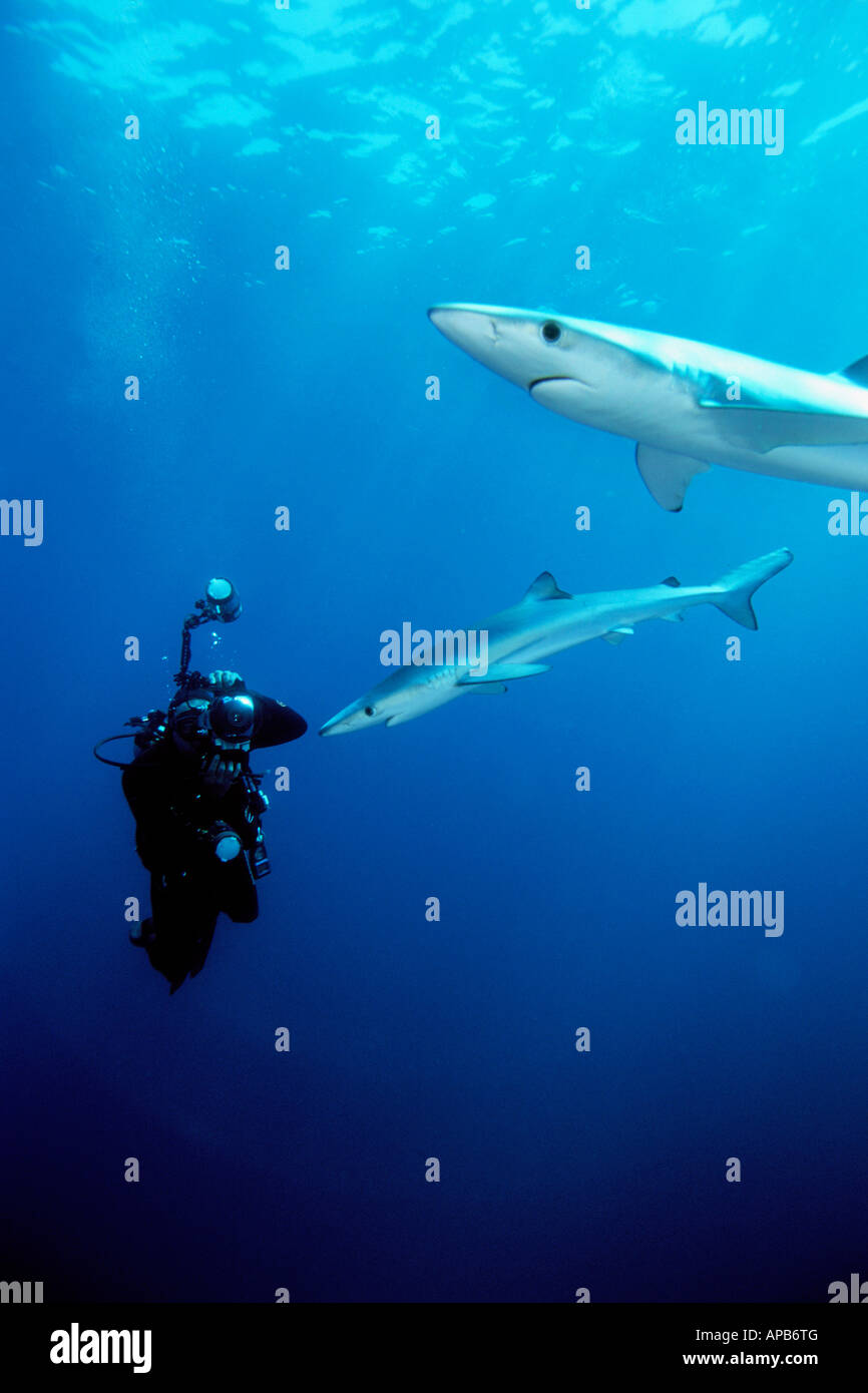 Blue shark Prionace glauca California Pacific Ocean Stock Photo - Alamy