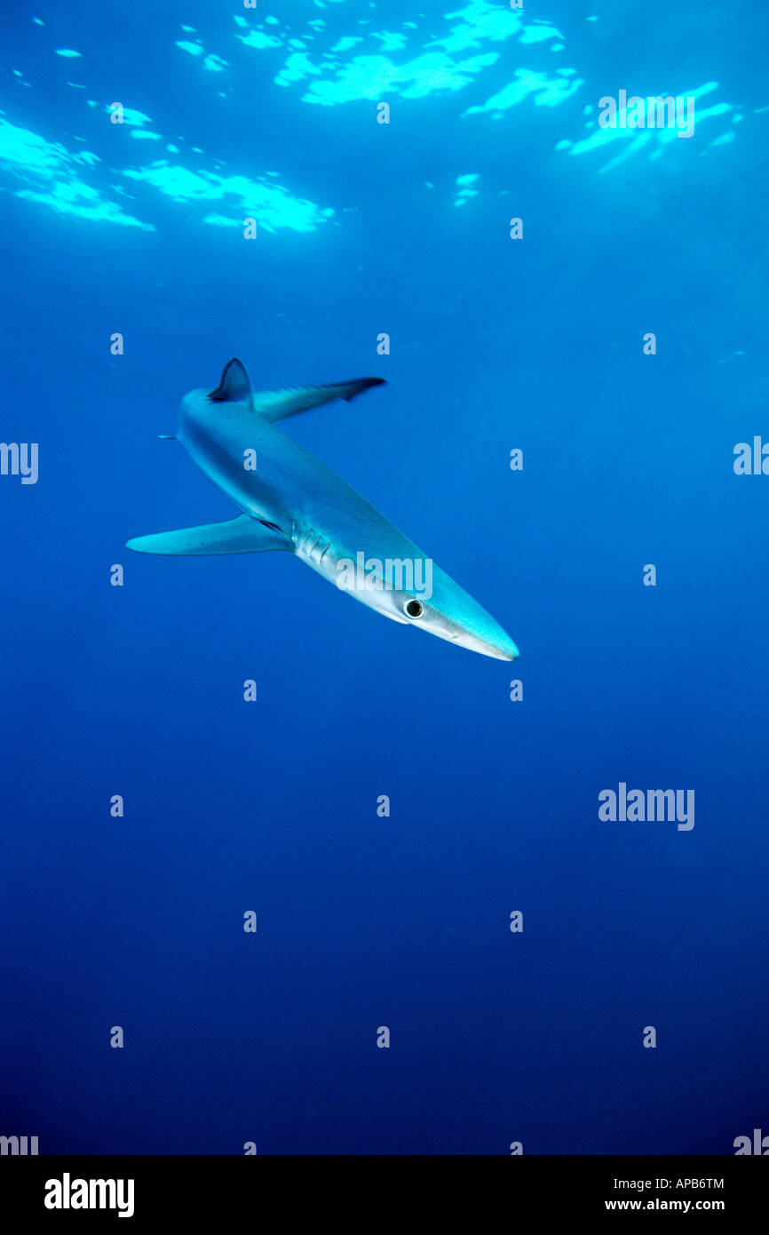 Blue shark prionace glauca hi-res stock photography and images - Alamy