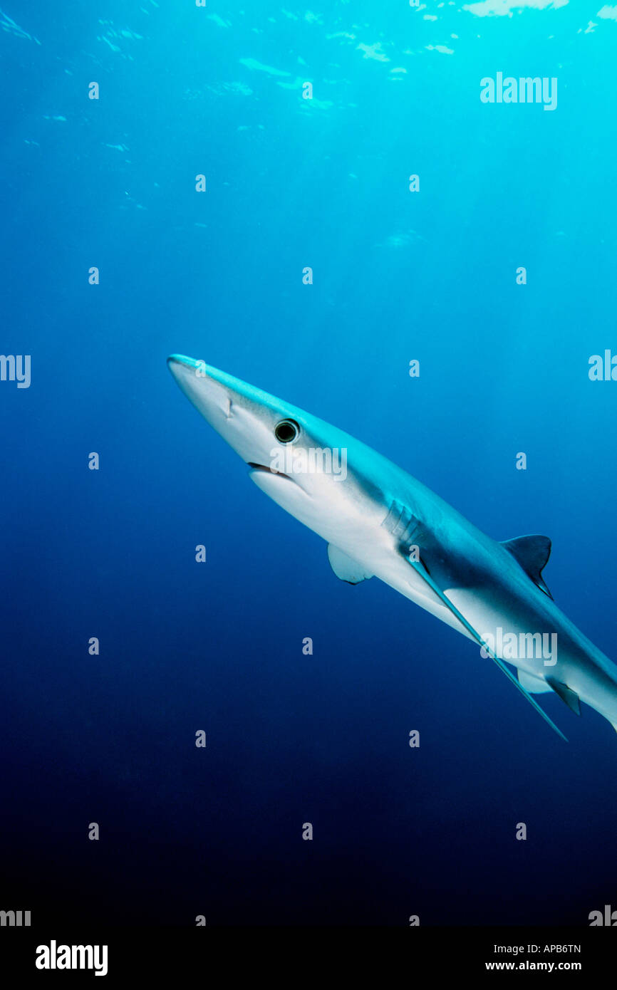 Blue shark Prionace glauca California Pacific Ocean Stock Photo - Alamy