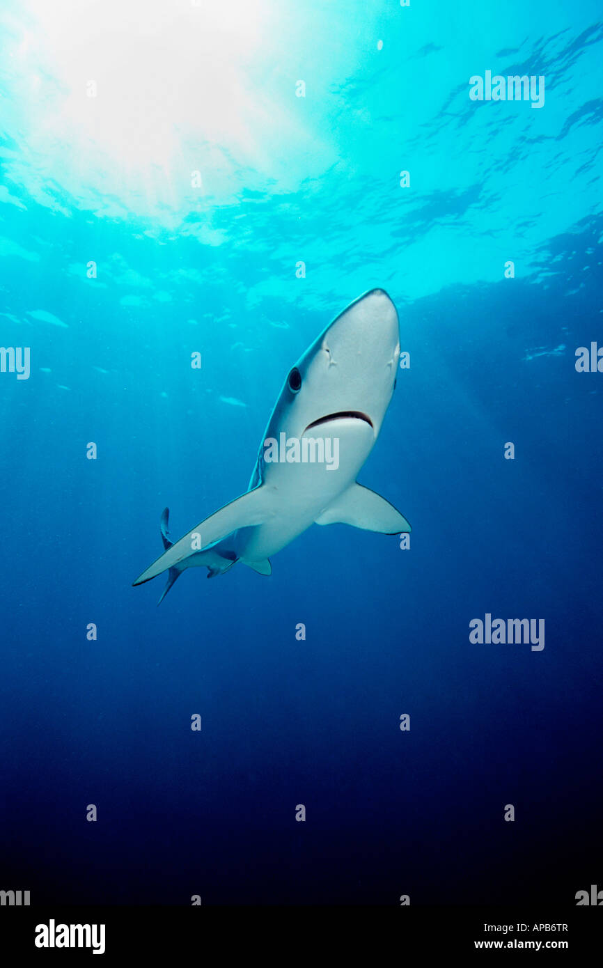 Blue shark prionace glauca california hi-res stock photography and ...