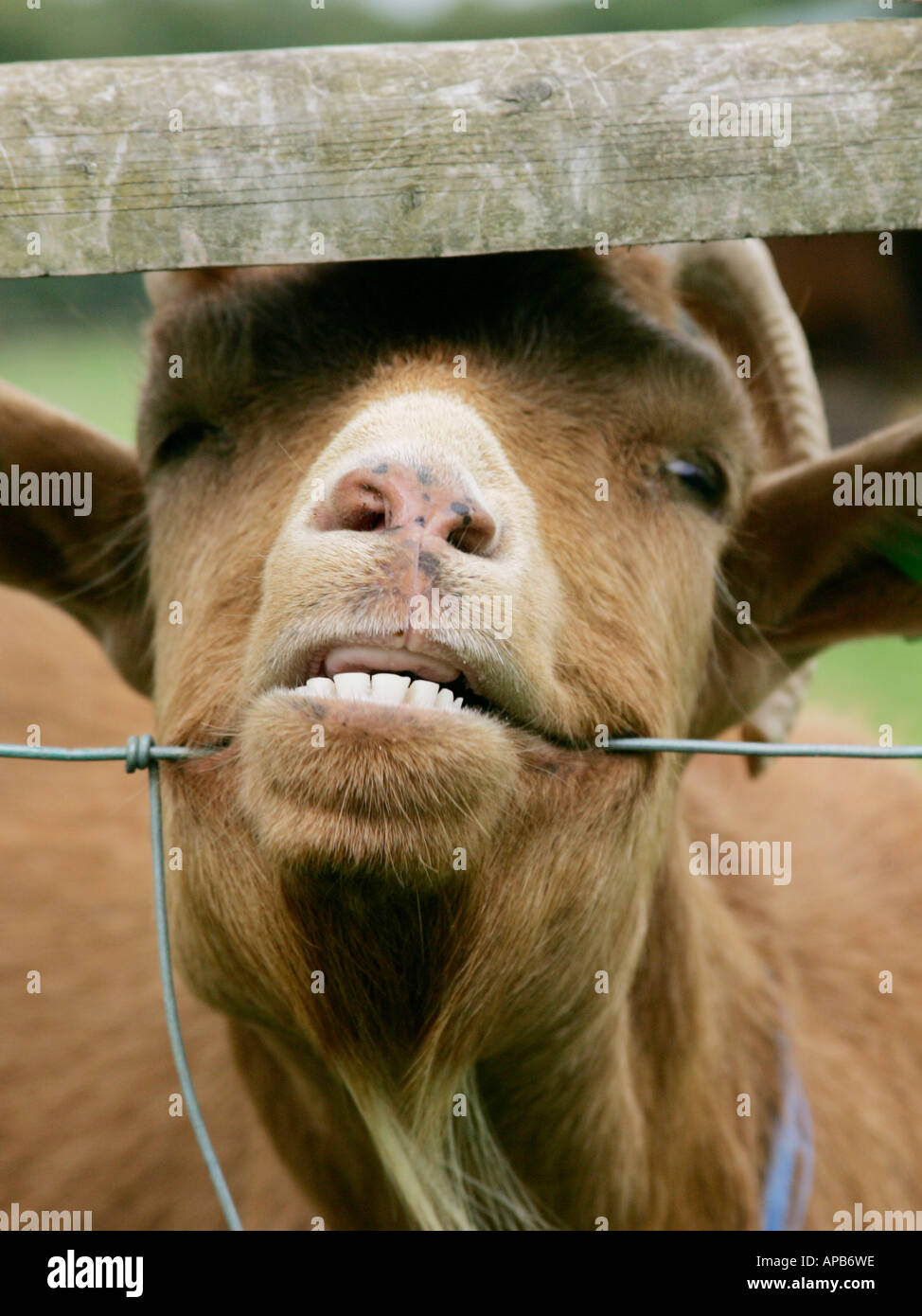 Goat teeth hi-res stock photography and images - Alamy