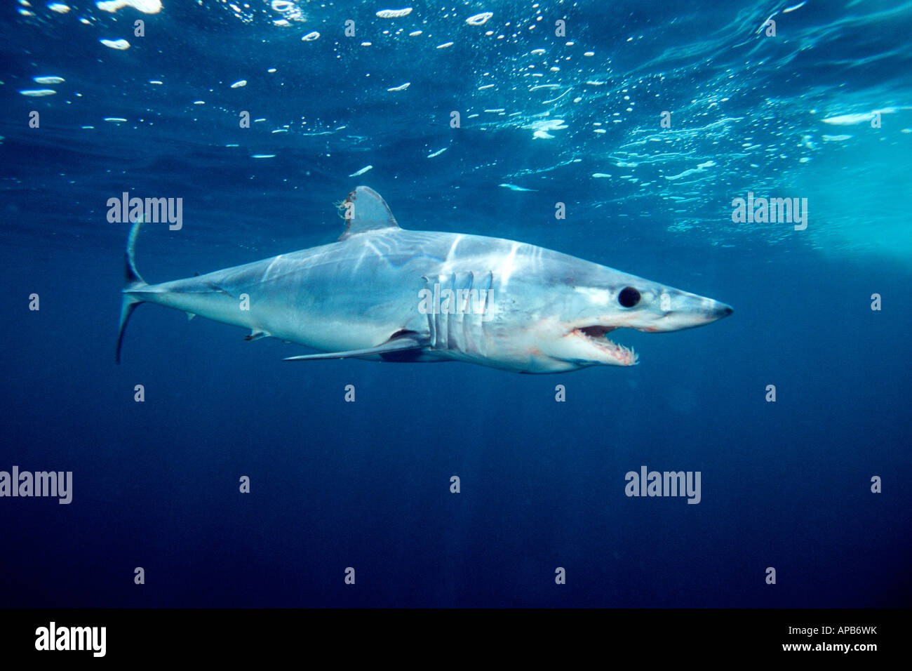 Shortfin mako shark hi-res stock photography and images - Alamy