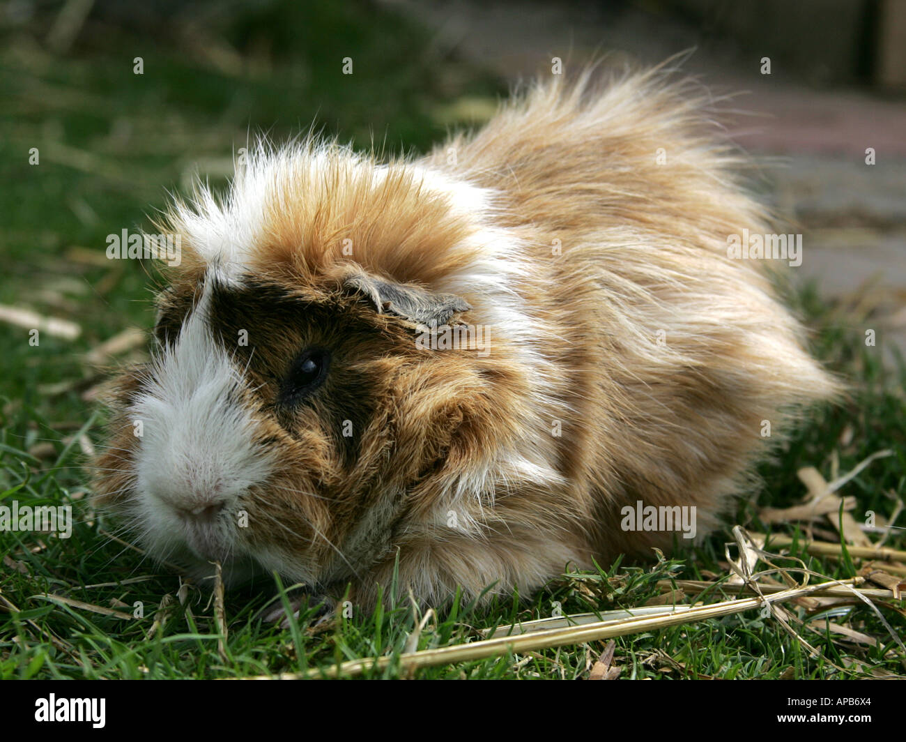 A guinea pig eating grass outside Stock Photo - Alamy