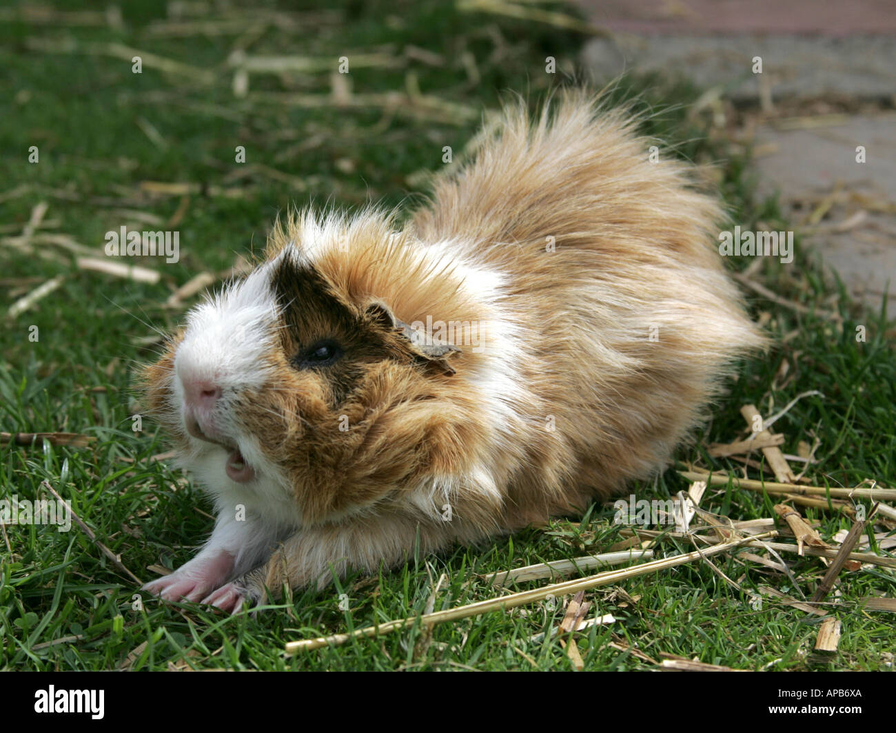 Pig yawning hi-res stock photography and images - Alamy