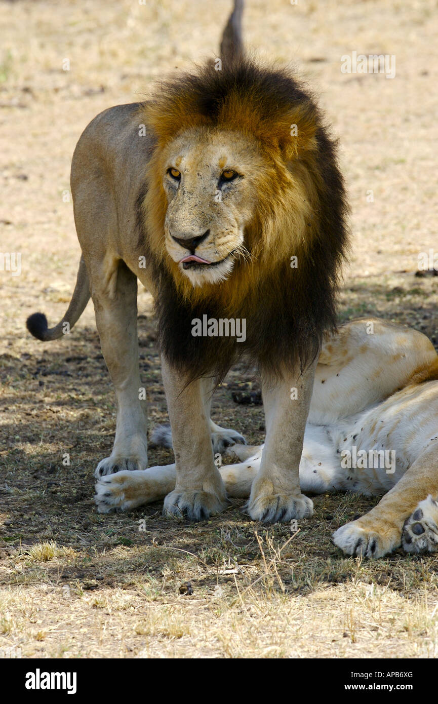 African Lions Mating Stock Photo - Alamy