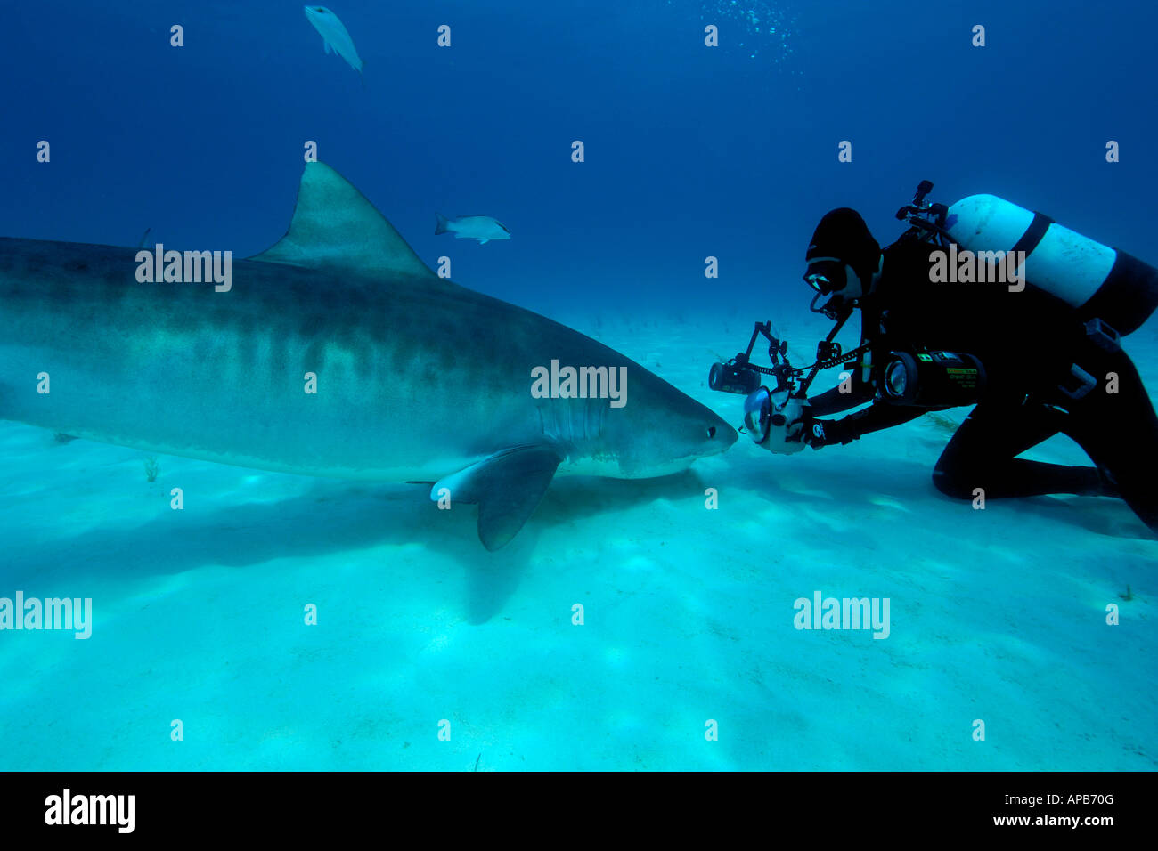 Diver with Tiger Shark Galeocerdo cuvier Bahamas Atlantic Ocean Stock ...