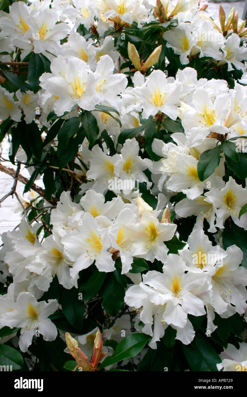 Flowers of fragrant spring flowering plant Rhododendron veitchianum ...