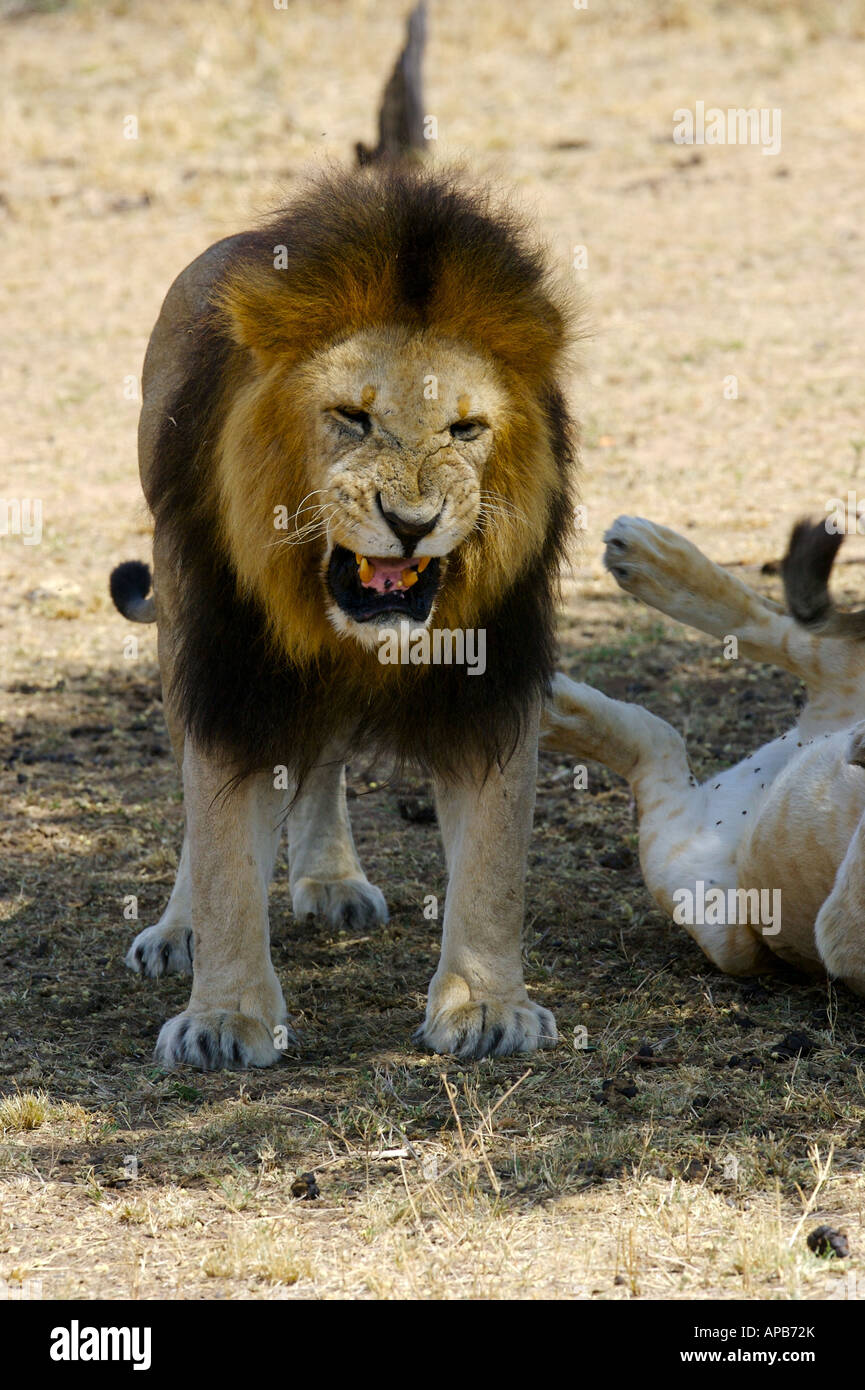 African Lions Mating Stock Photo - Alamy