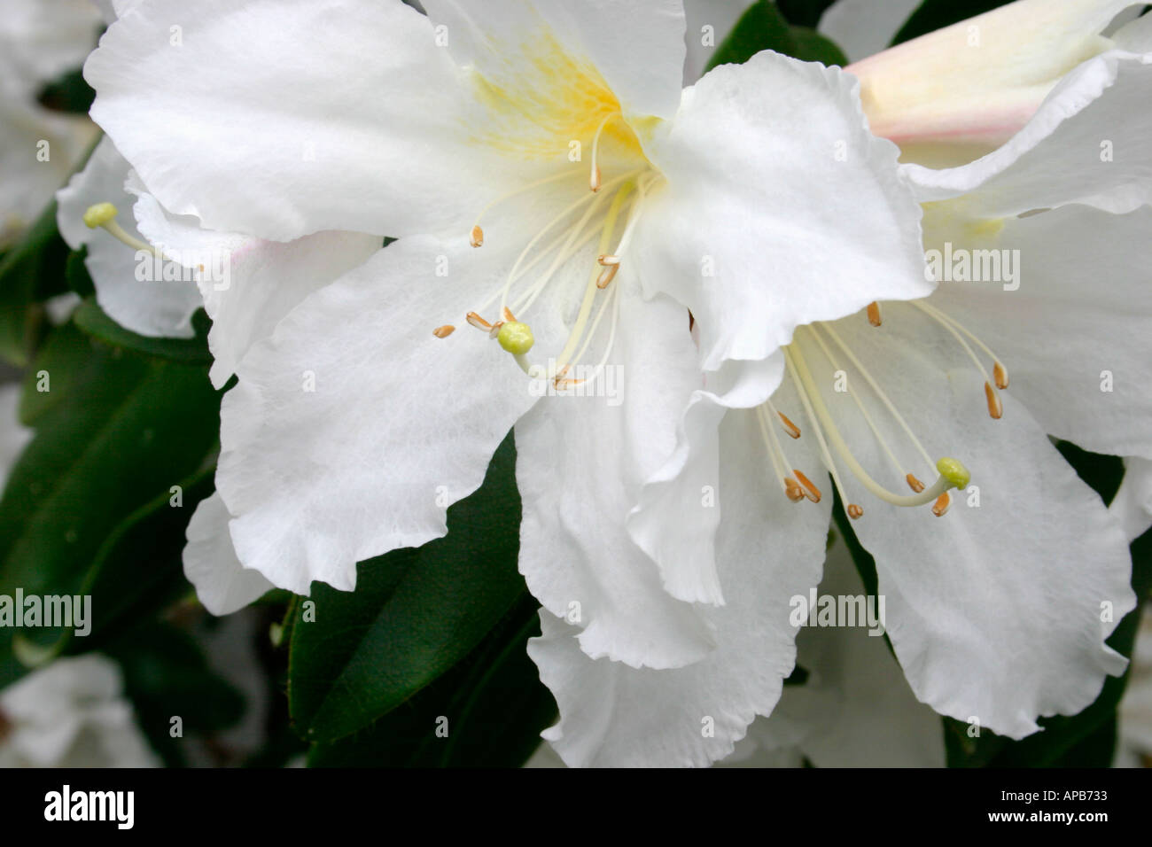 Flowers of fragrant spring flowering plant Rhododendron veitchianum ...