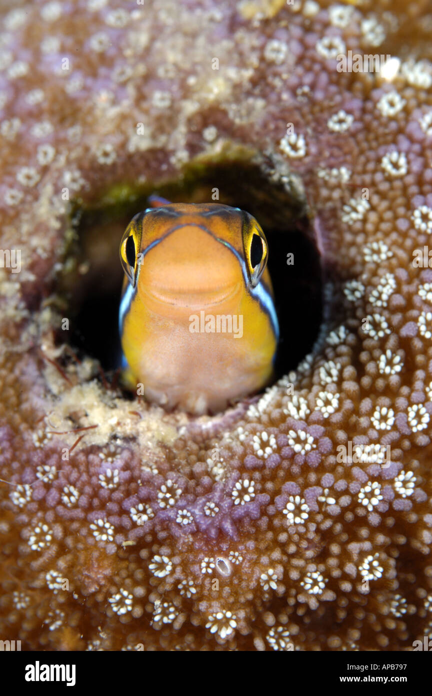 Portrait of a bluestriped fang blenny Stock Photo - Alamy