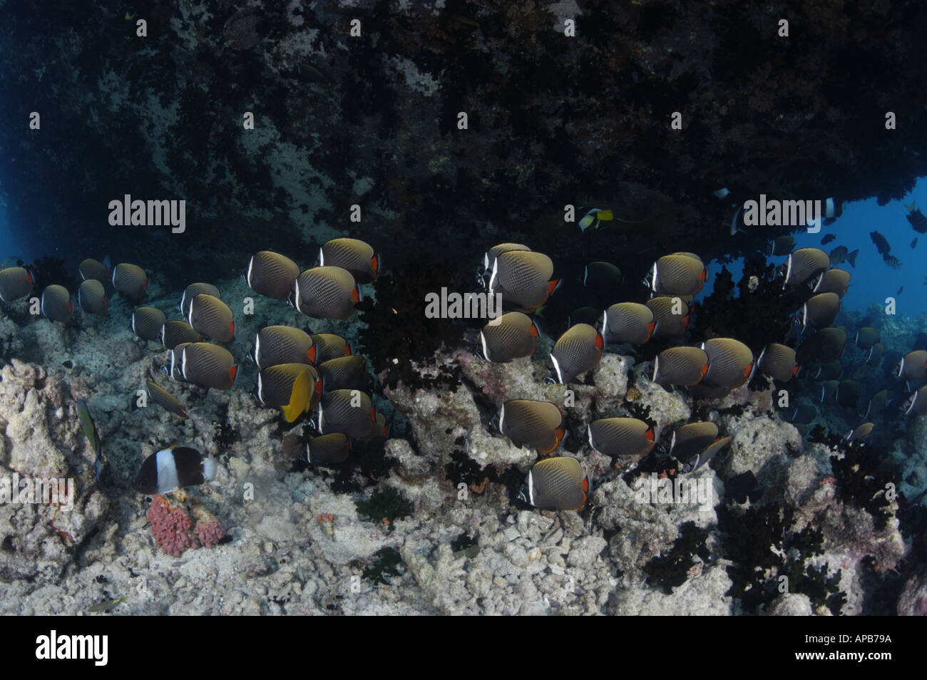 Felivaru hi-res stock photography and images - Alamy