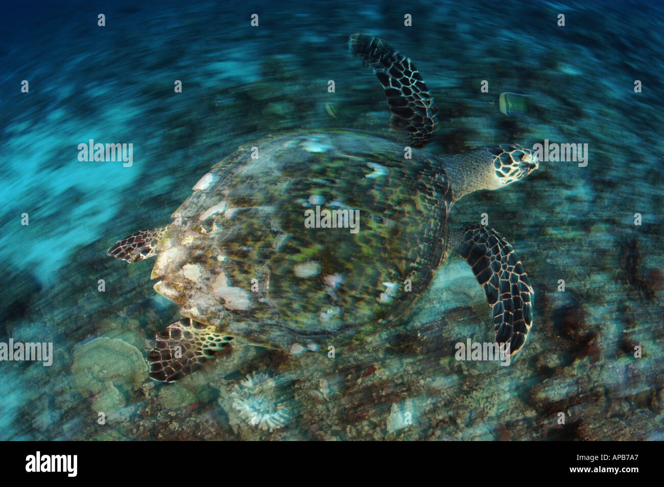 Hawksbill turtle swimming over coral reef Stock Photo - Alamy