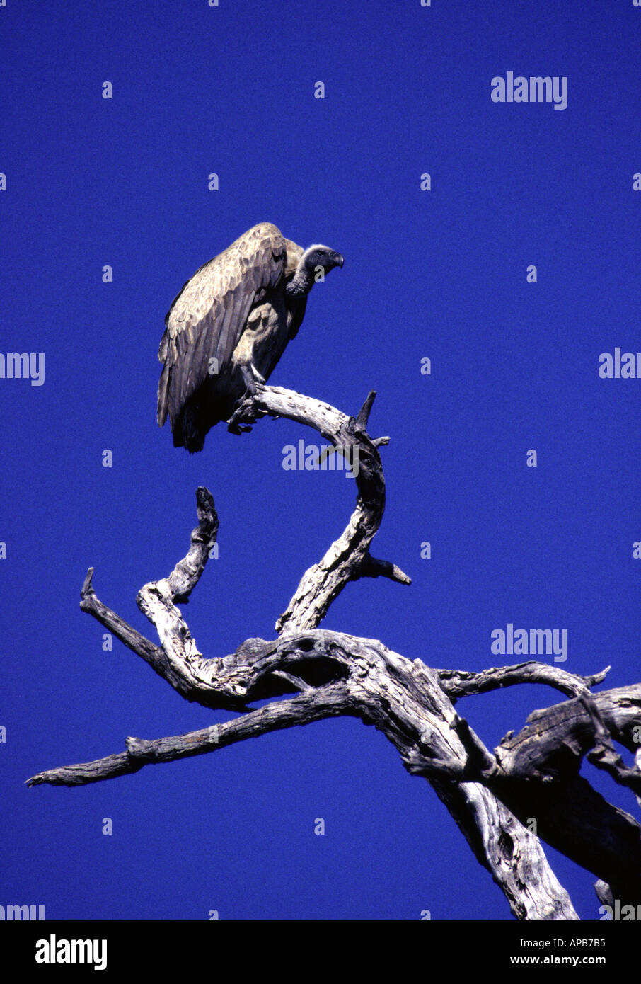 Vulture scavenger namibia hi-res stock photography and images - Alamy