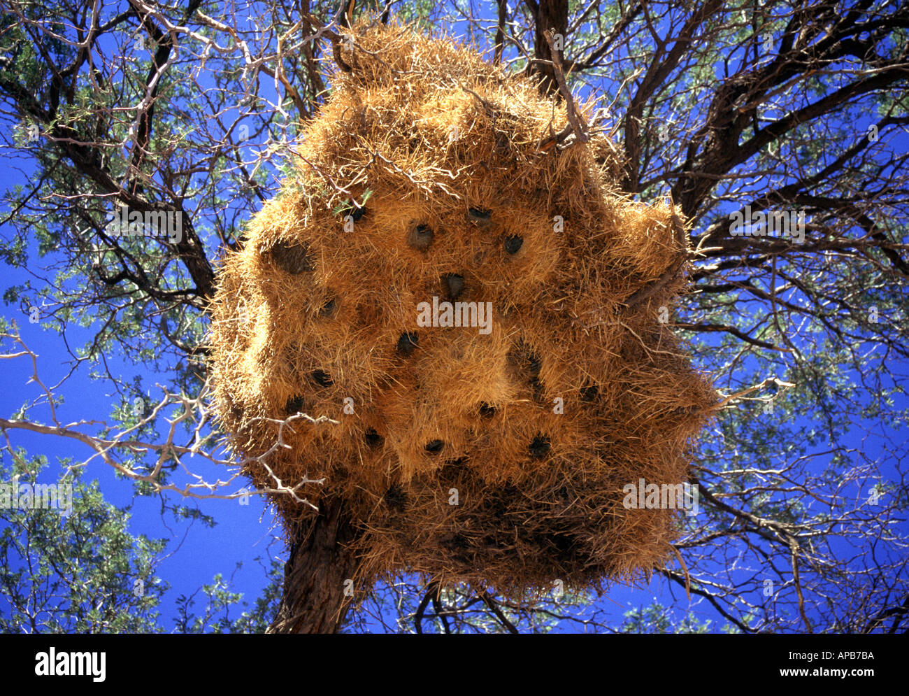 Communal weaver bird nest built in a tree in Namibia Southern Africa ...