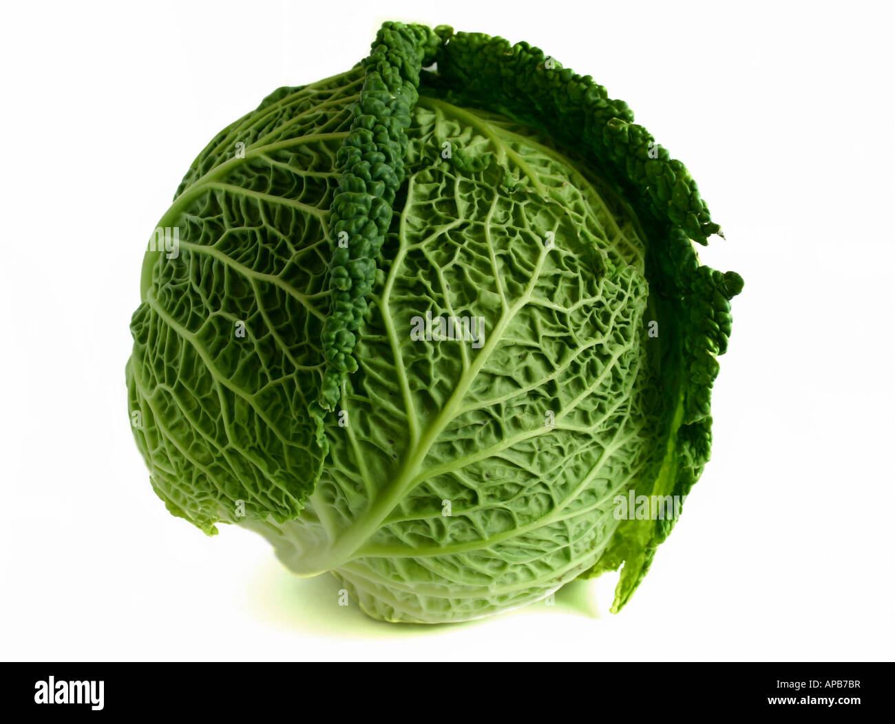 Savoy cabbage Cut Out Stock Images & Pictures - Alamy