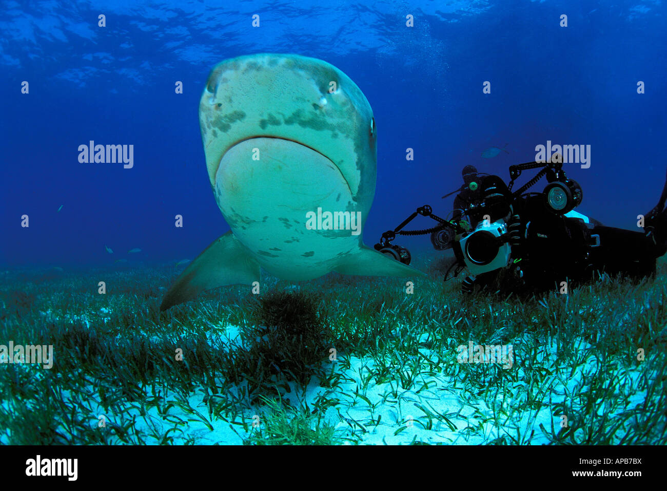 Tiger shark Galeocerdo cuvier and diver Bahamas Atlantic Ocean Stock ...