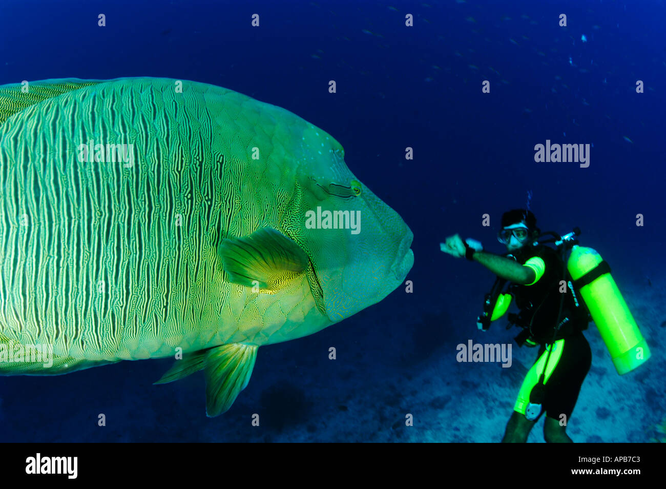 Huge Napoleon wrasse and diver Stock Photo - Alamy