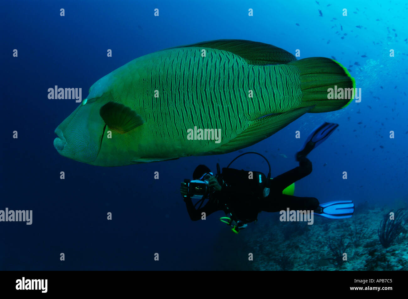 Huge Napoleon wrasse and diver Stock Photo - Alamy