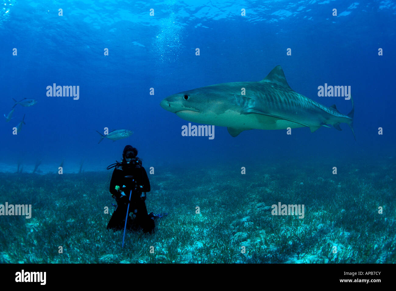 Tiger shark Galeocerdo cuvier and diver Bahamas Atlantic Ocean Stock ...