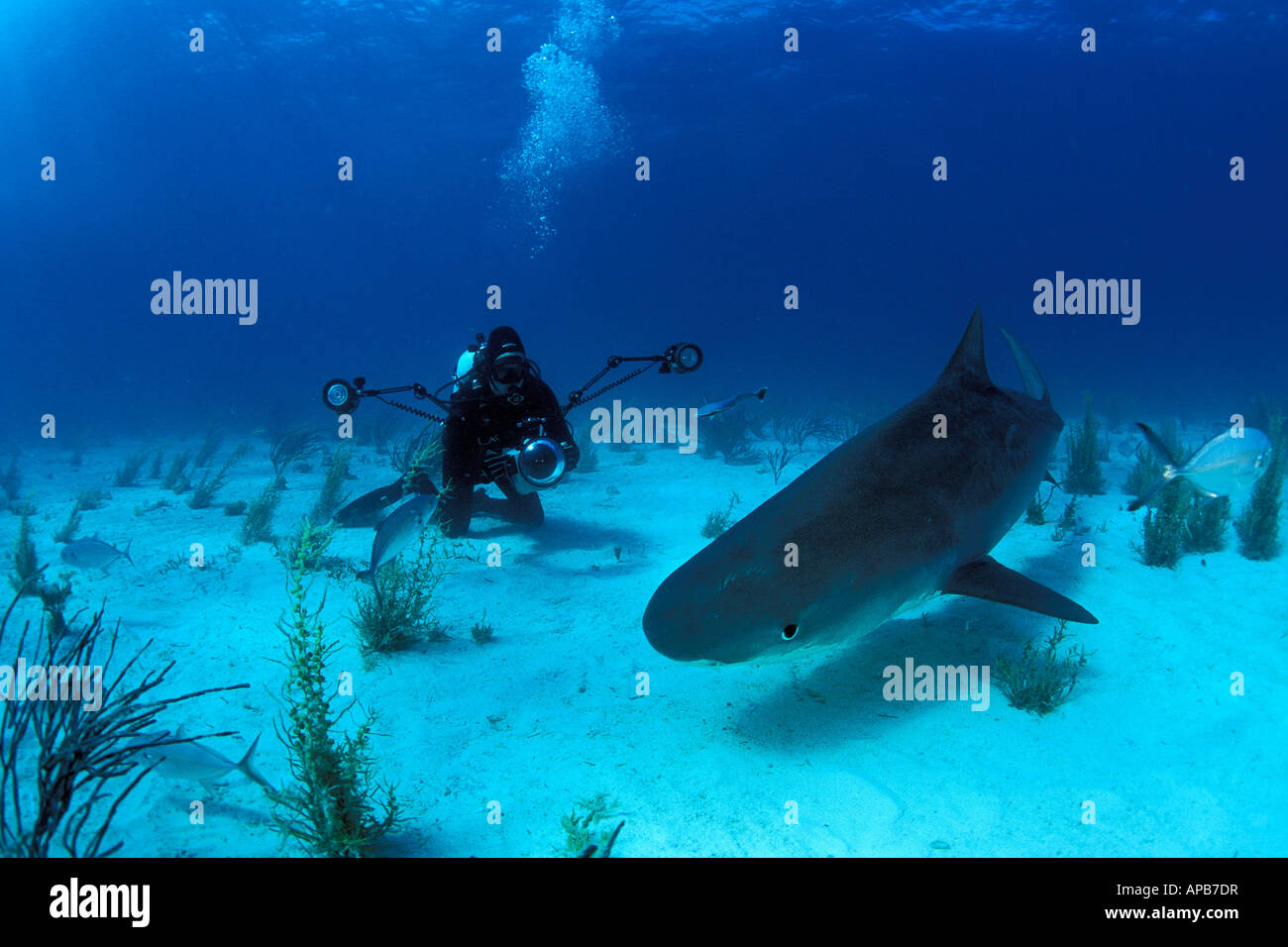 Tiger shark Galeocerdo cuvier and diver Bahamas Atlantic Ocean Stock ...