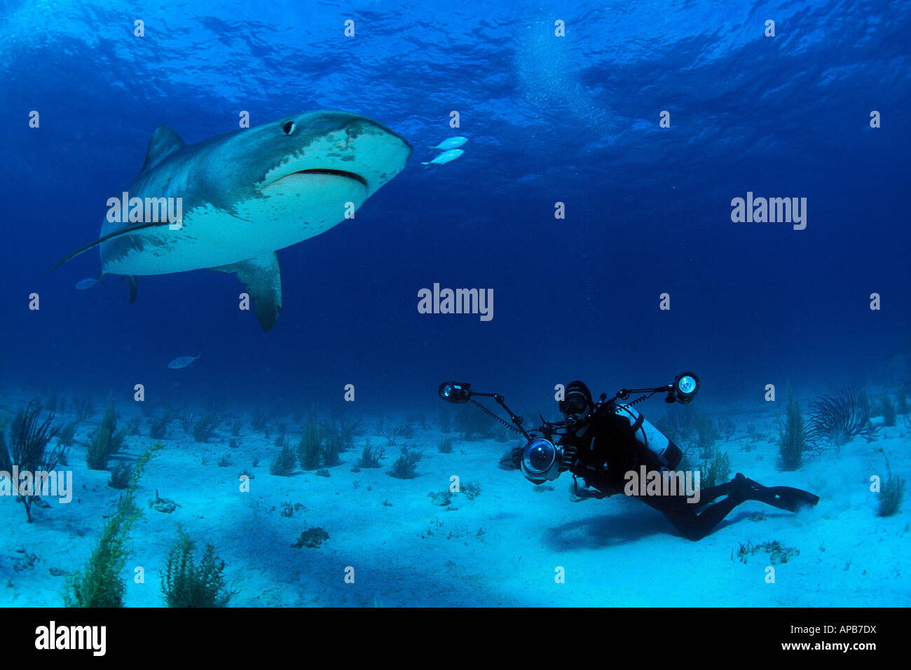 Tiger shark Galeocerdo cuvier and diver Bahamas Atlantic Ocean Stock ...